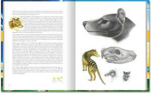 Drawing the Tasmanian tiger - Tim Squires